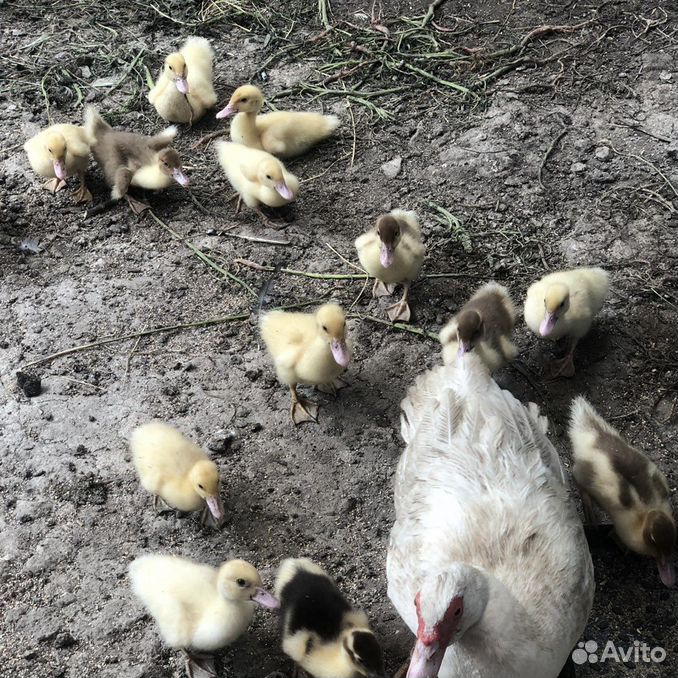 Утята с шептункой