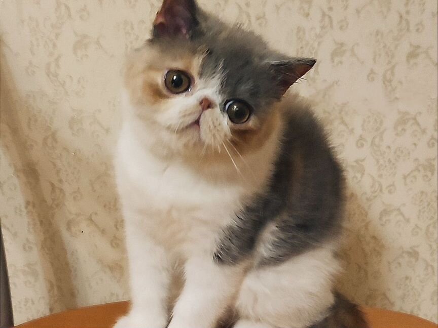 Нежная и миленькая