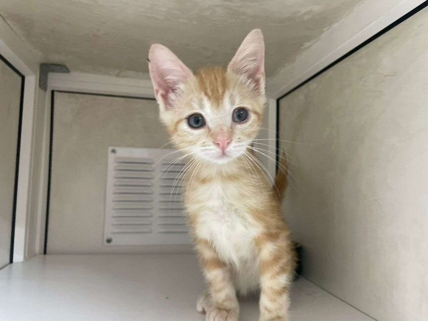 Рыженький котенок