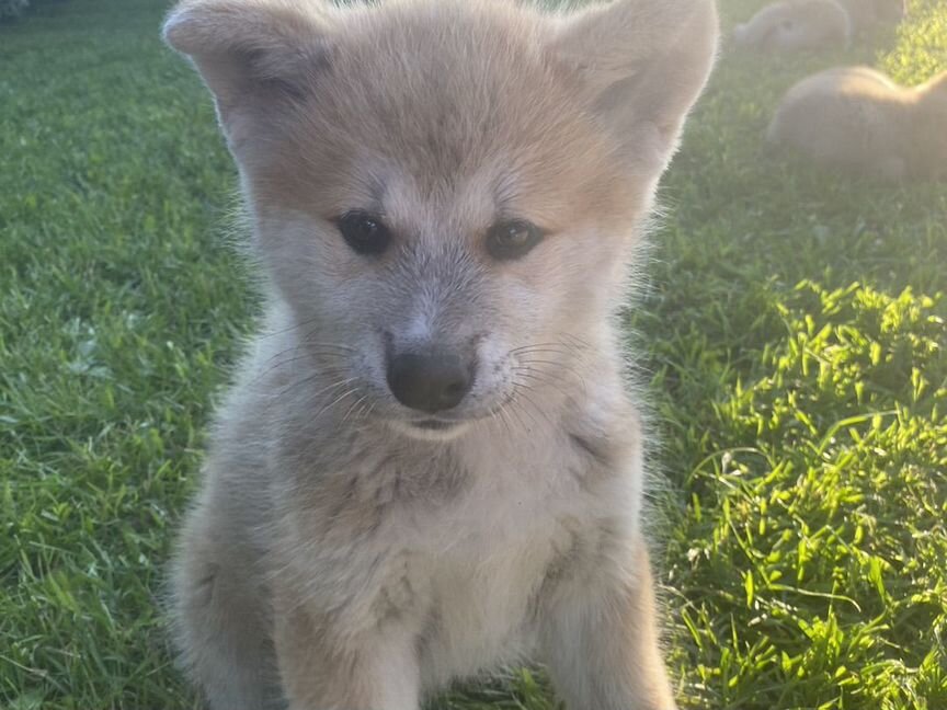 Щенки акита ину