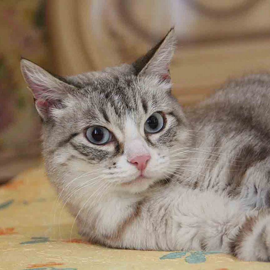 Голубоглазая кошка Милаша