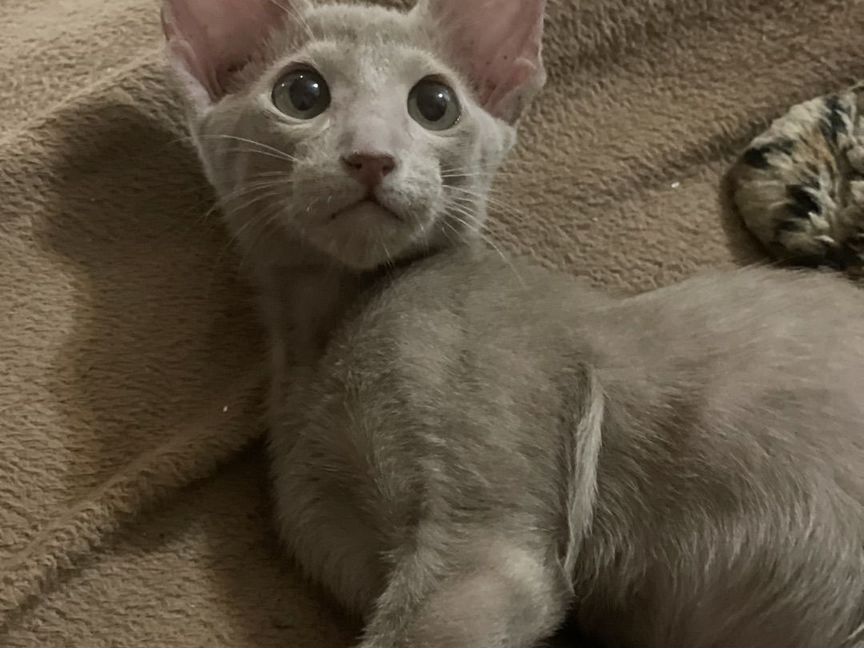 Ориентальная красотка