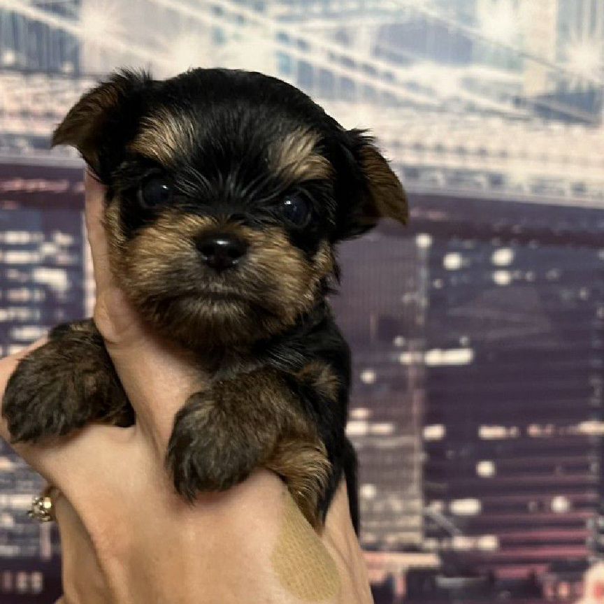 Йоркширский терьер щенки