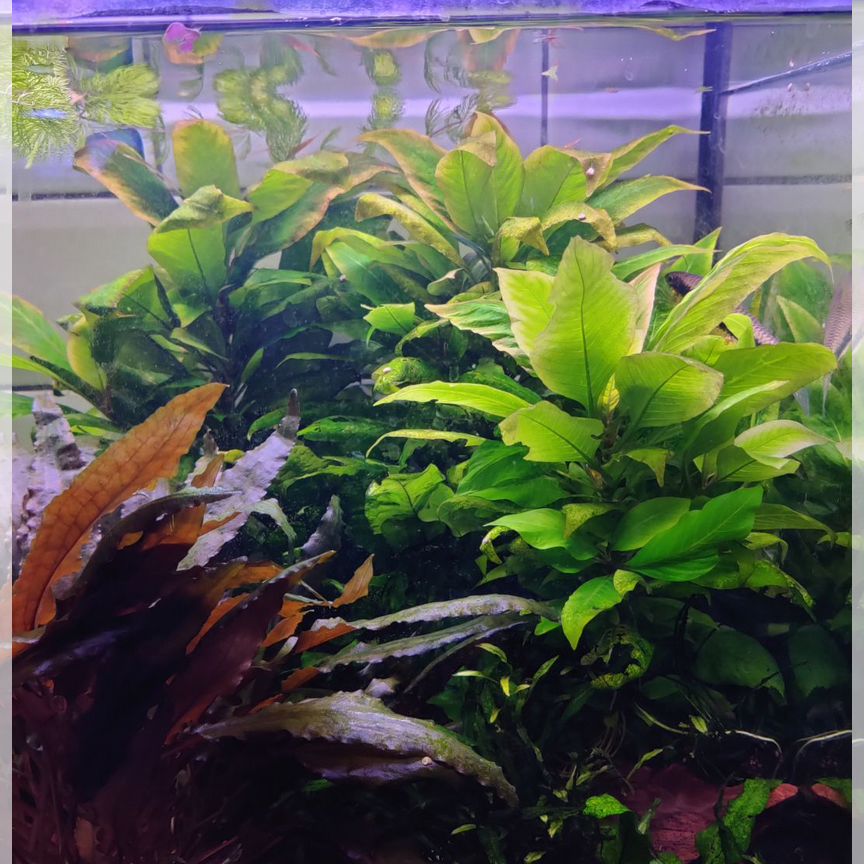 Аквариумное растение лимонник