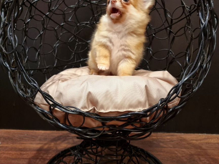 Чишка малышка