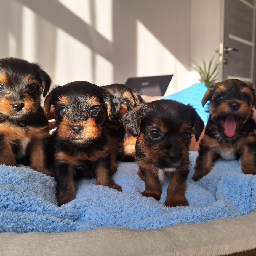 Щенки йоркширского терьера, стандарт