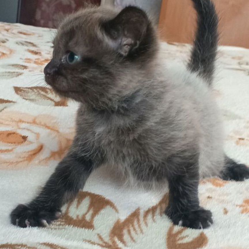 Шотландский прямоухий короткошёрстный котёнок