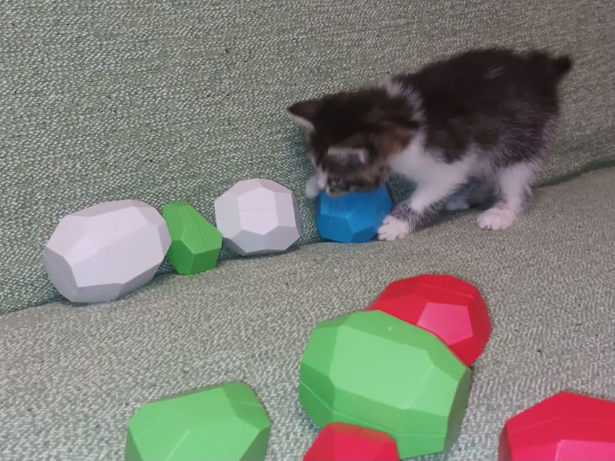 Котенок, девочка, смышленая,1 месяц