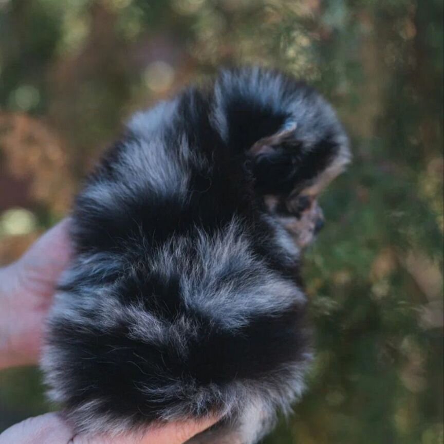 Померанский шпиц