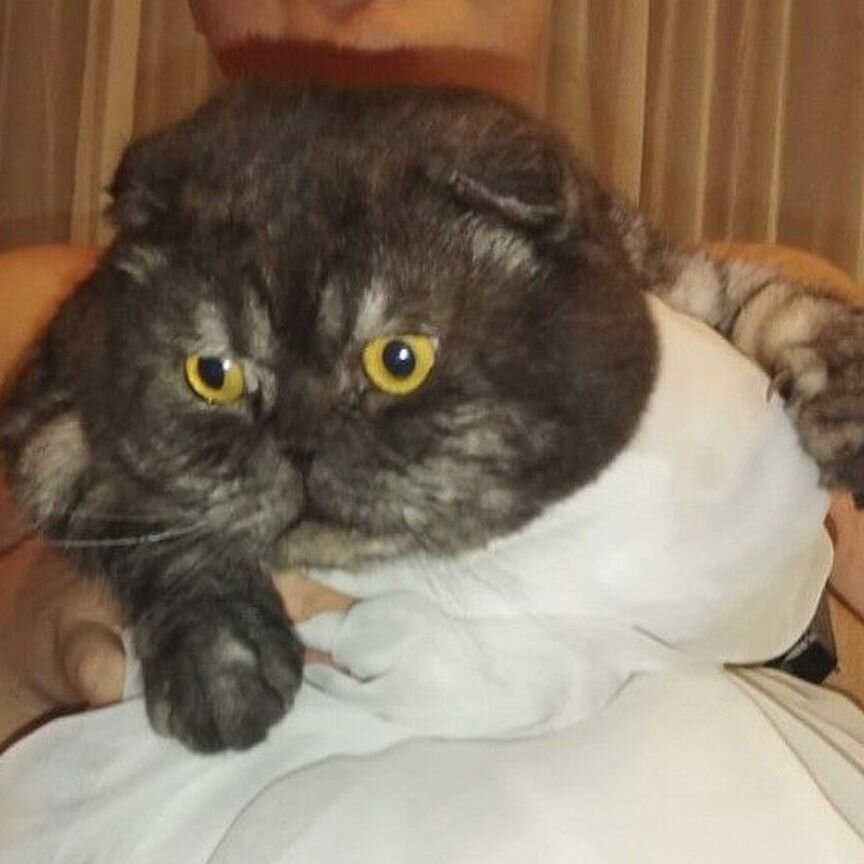 Шотландский кот вязка