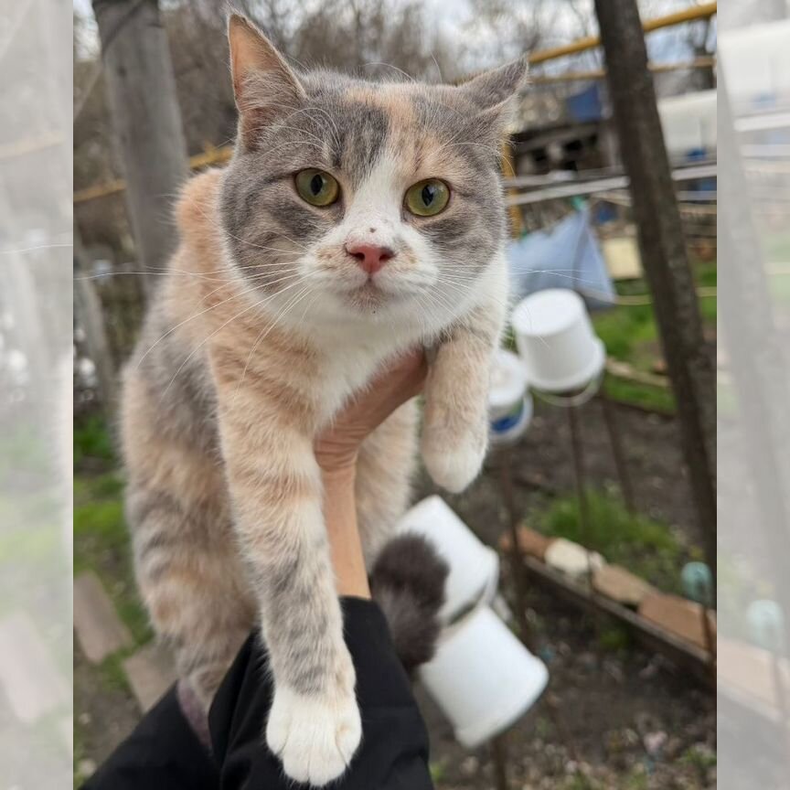 Взрослая, кошка в добрые руки