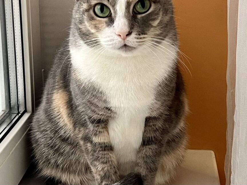 Красавица Донна 2 года ищет дом