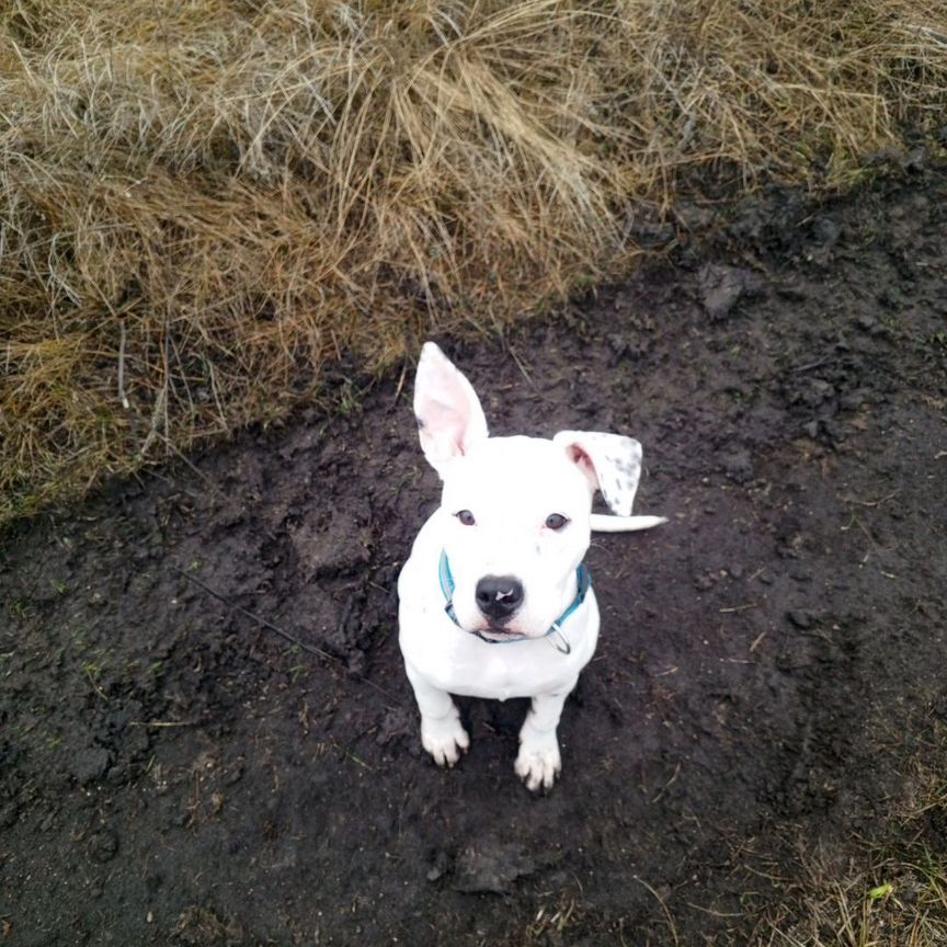 Отдам стаффа в добрые руки