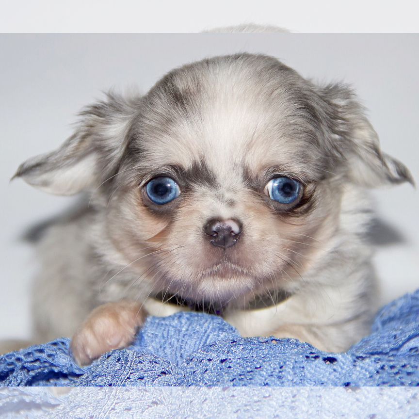 Чихуахуа Голубоглазый домовенок