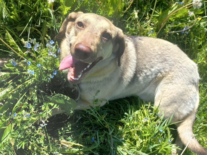 Отдам собаку в добрые руки