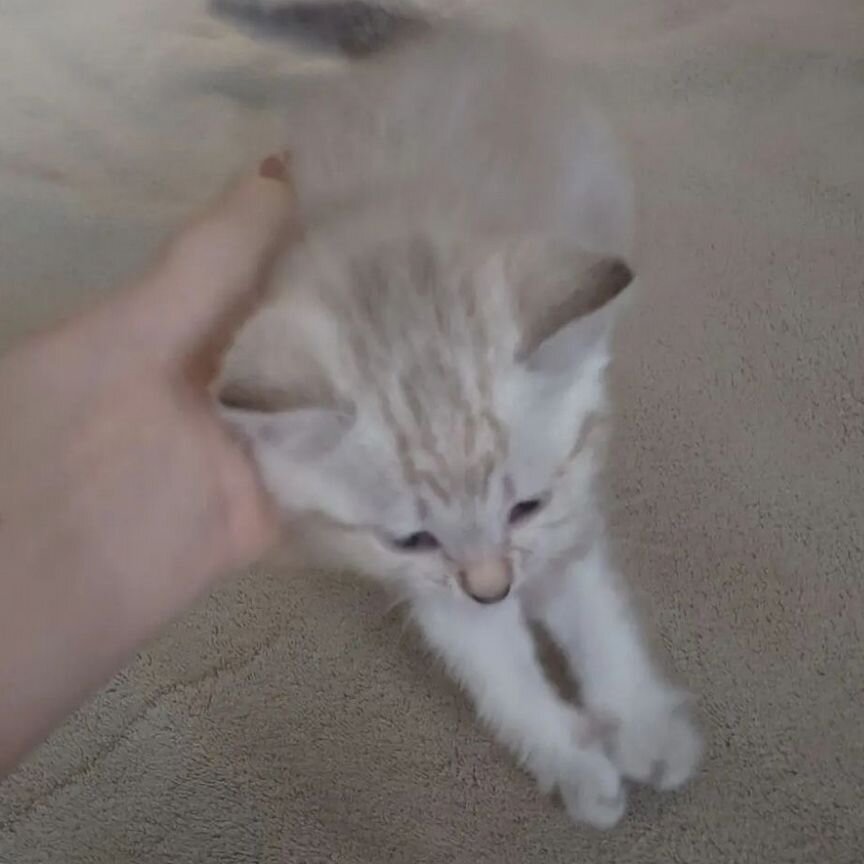 Котёнок в добрые руки
