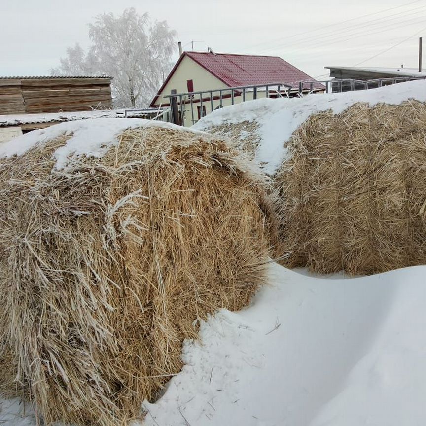 Сено в рулонах