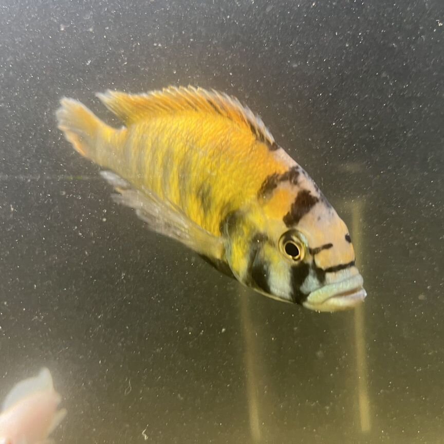 Цихлида-хамелеон