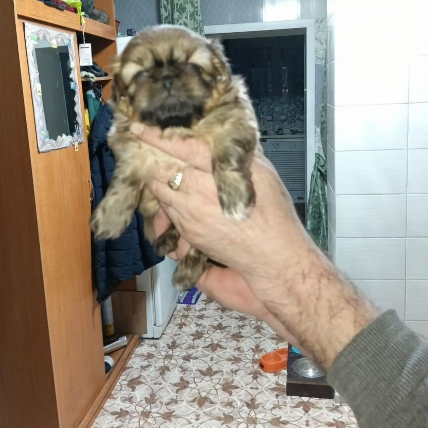 Щенки пекинеса