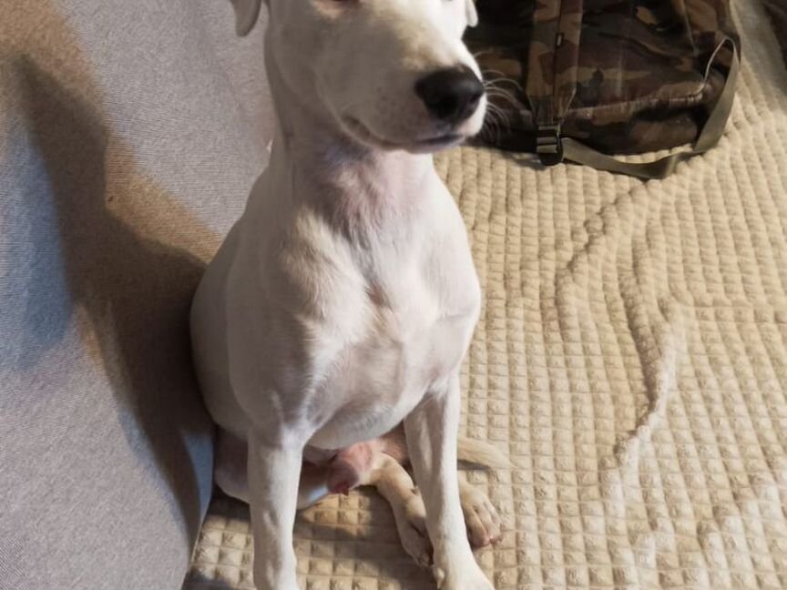 Щенок в добрые руки