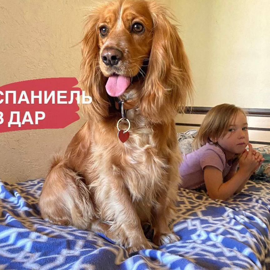 Английский кокер-спаниель, взрослая собака