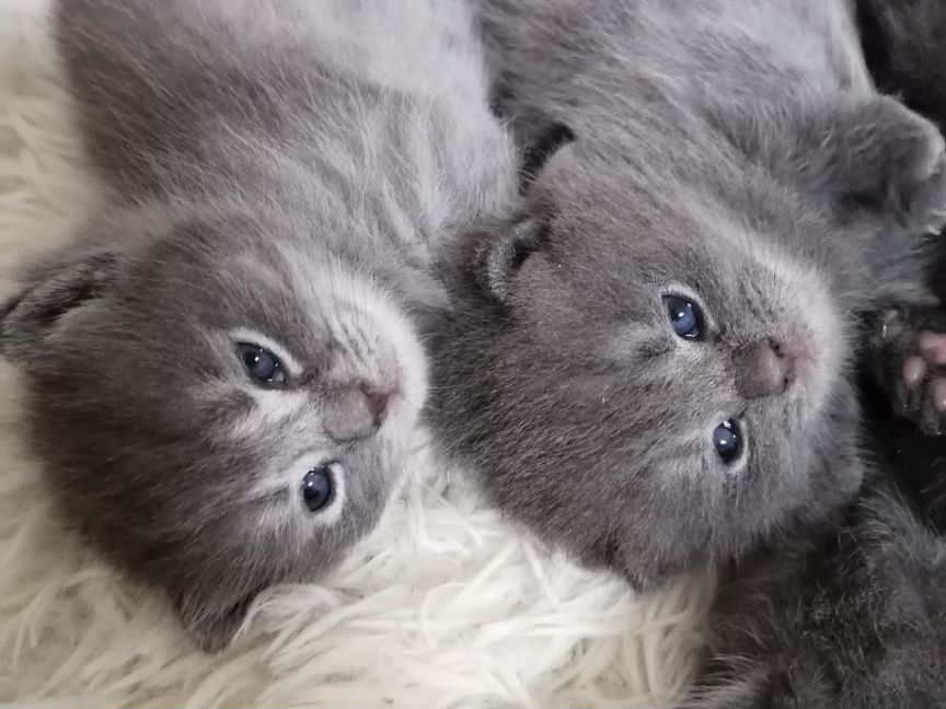 Британские котята