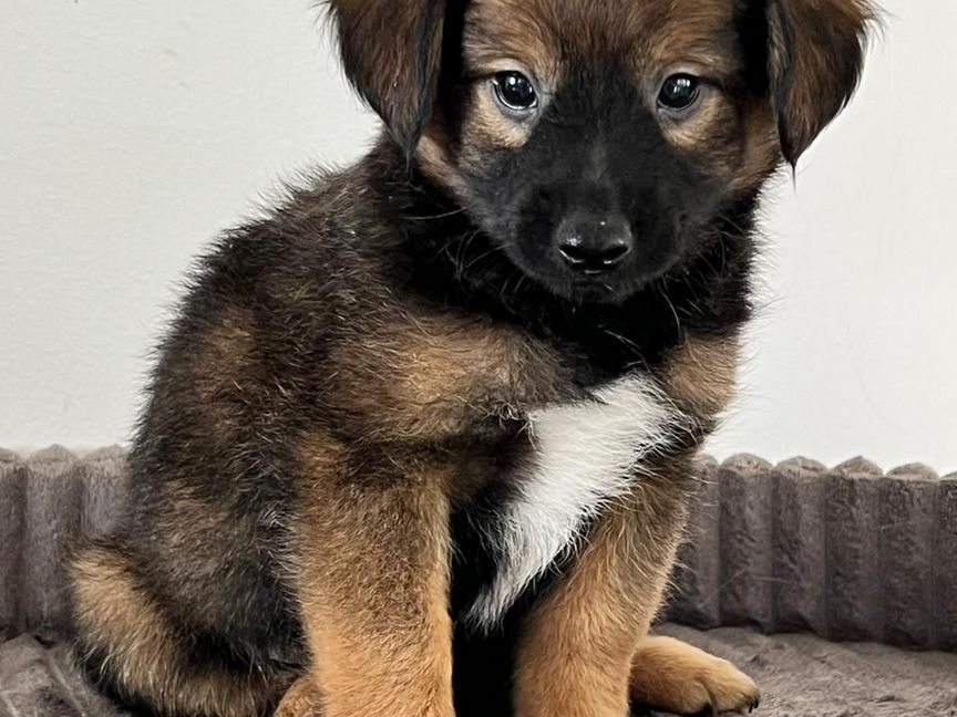 Ищем добрые руки для маленького щенка (мальчик)