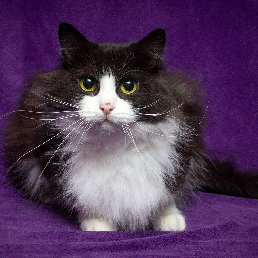 Кошки в добрые руки