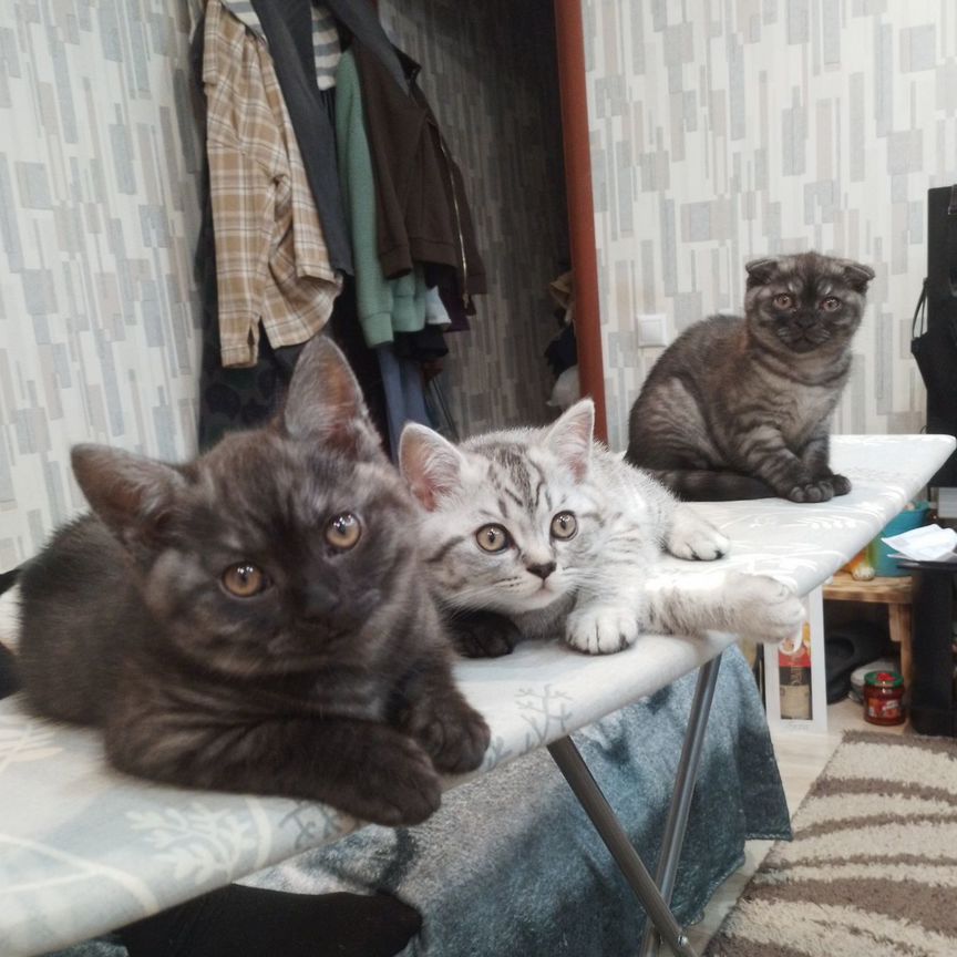 Шотландский прямоухий короткошёрстный котёнок