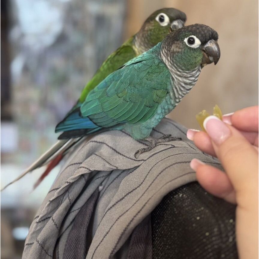 Попугаи пиррура