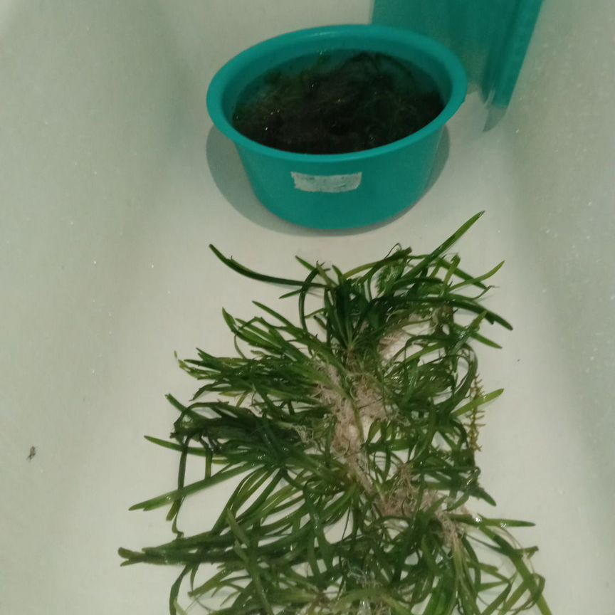 Водоросли для аквариума