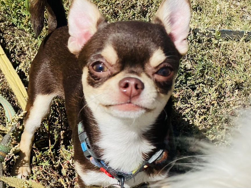 Щенки чихуахуа