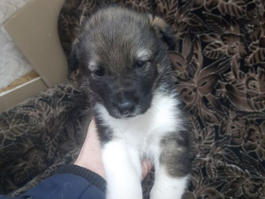 Щенок в добрые руки