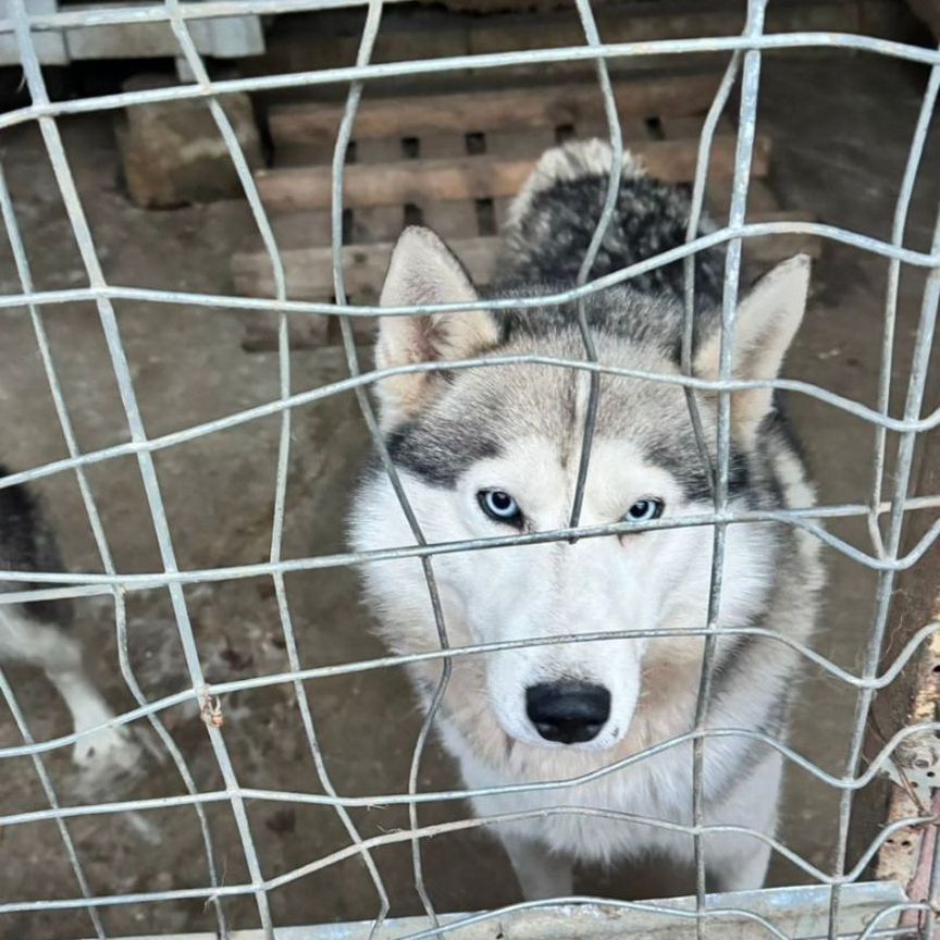 Сибирский хаски