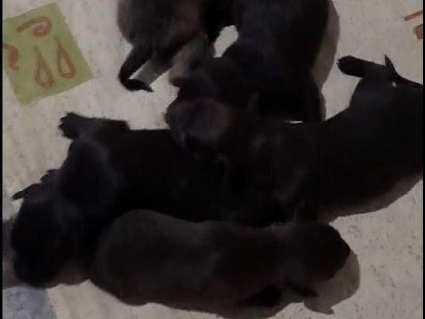 Малыши в добрые руки