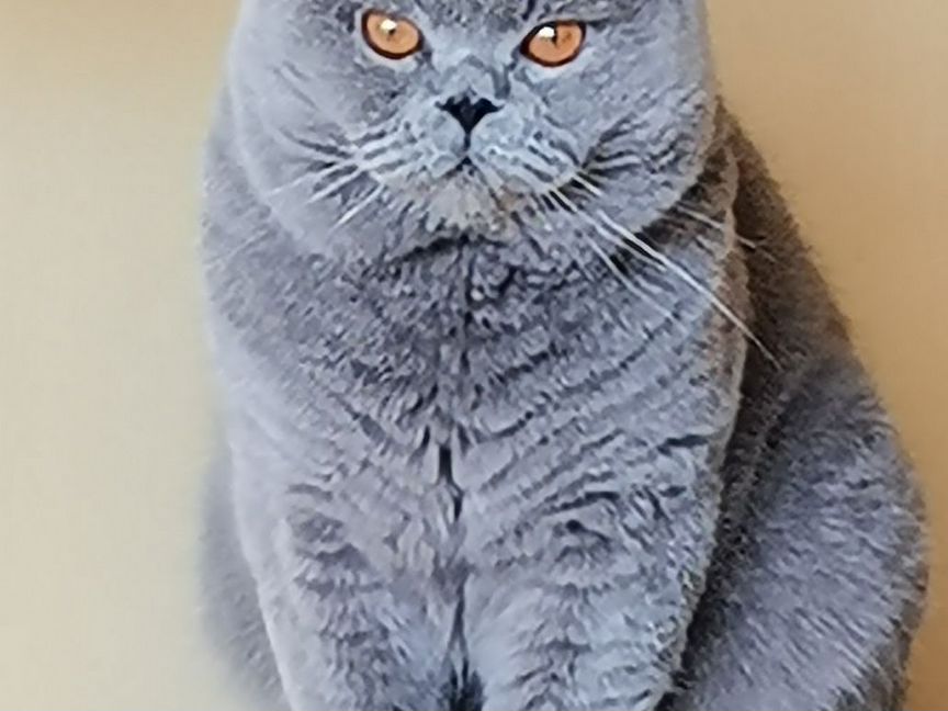 Кот на вязку. Жених