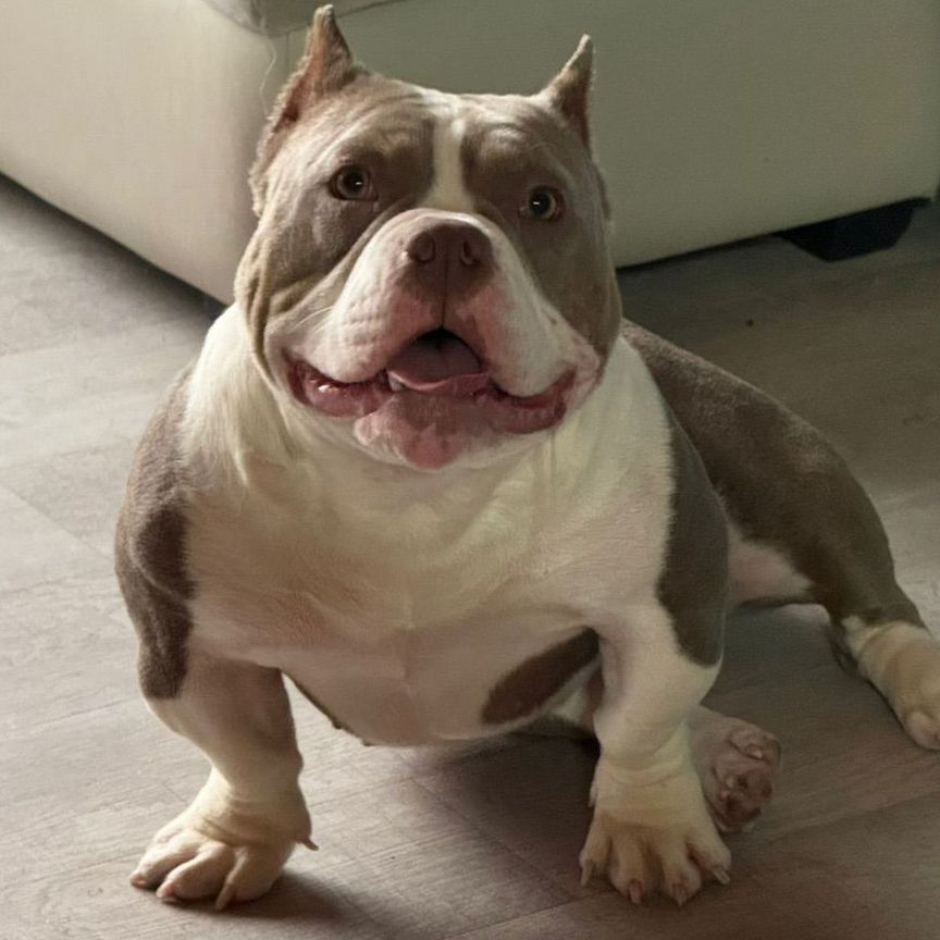 Продам собаку