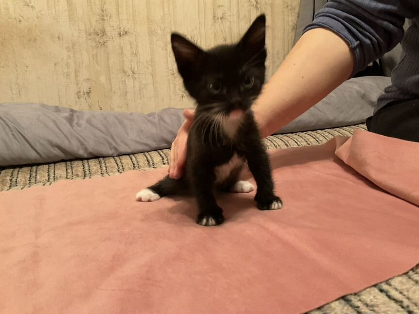 Котенок мальчик в дар (полтора месяца)