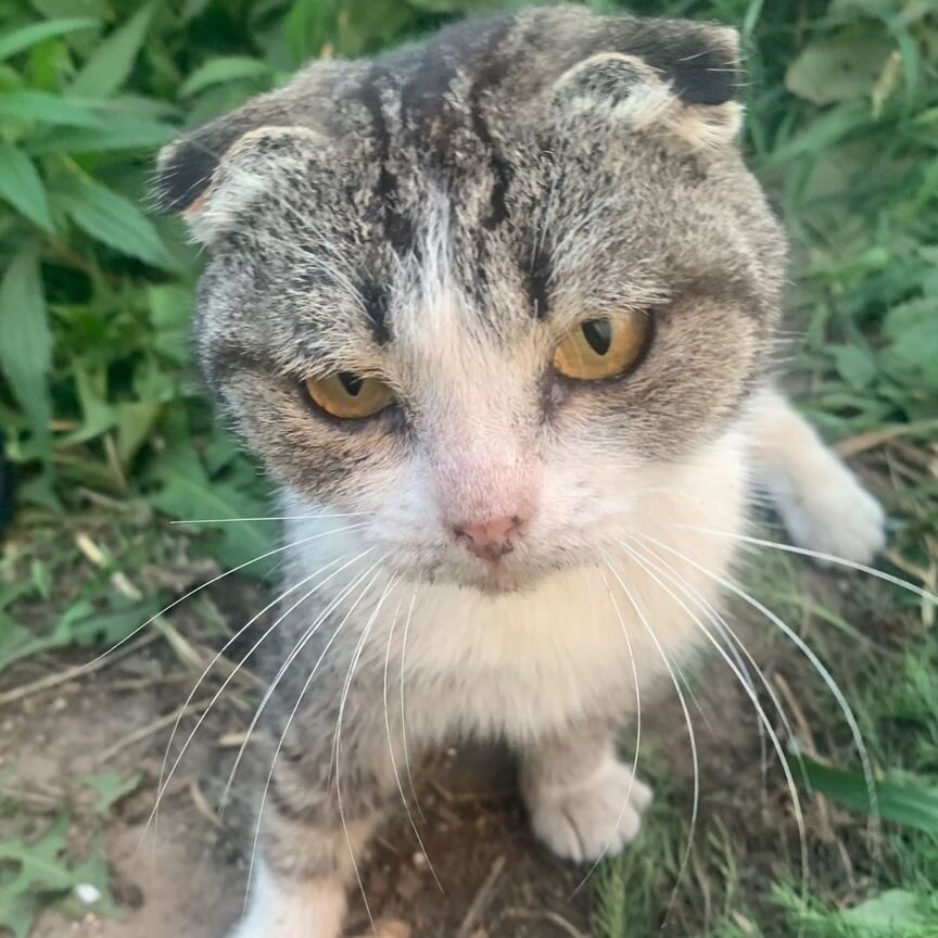 Вислоухий котёнок замерзнет на улице