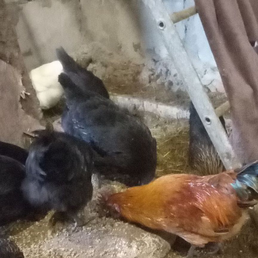 Петух лакеданзи и ухейилюй
