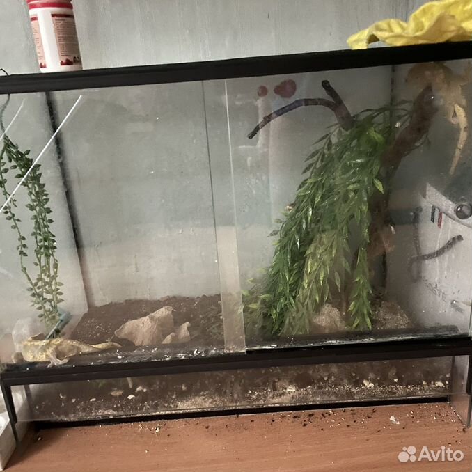 Геккон бананоед с террариумом