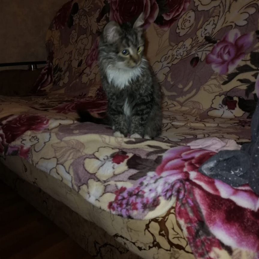 Котенок девочка в добрые руки