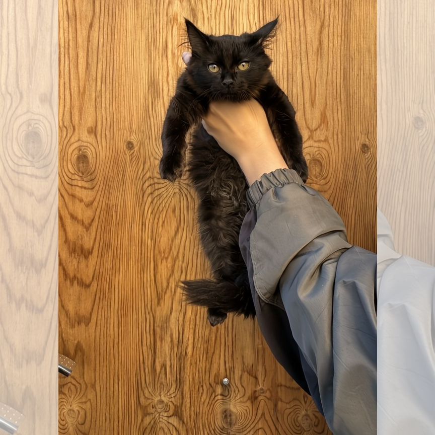 Котенок Энигма ищет семью -около 4 месяцев