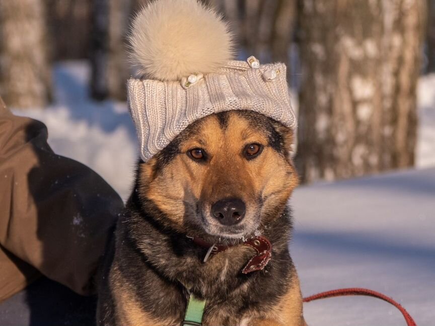 Стар. Дружелюбный овчар оказался в приюте