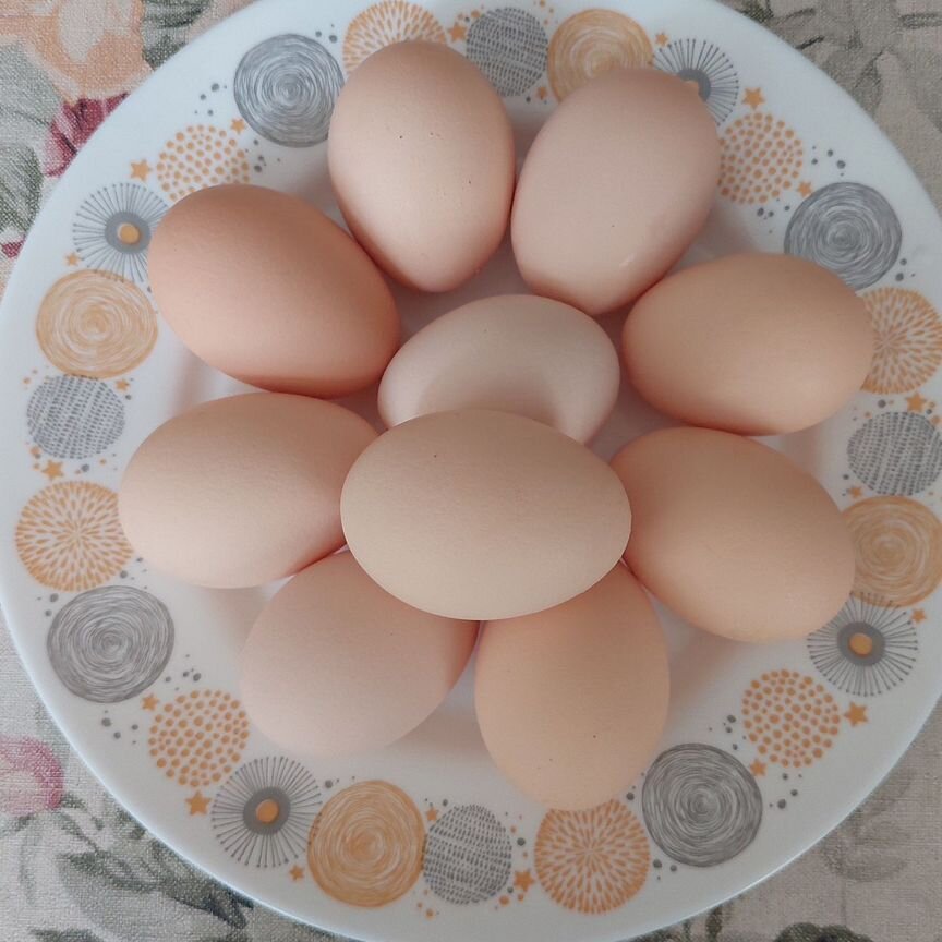 Инкубационное яйцо