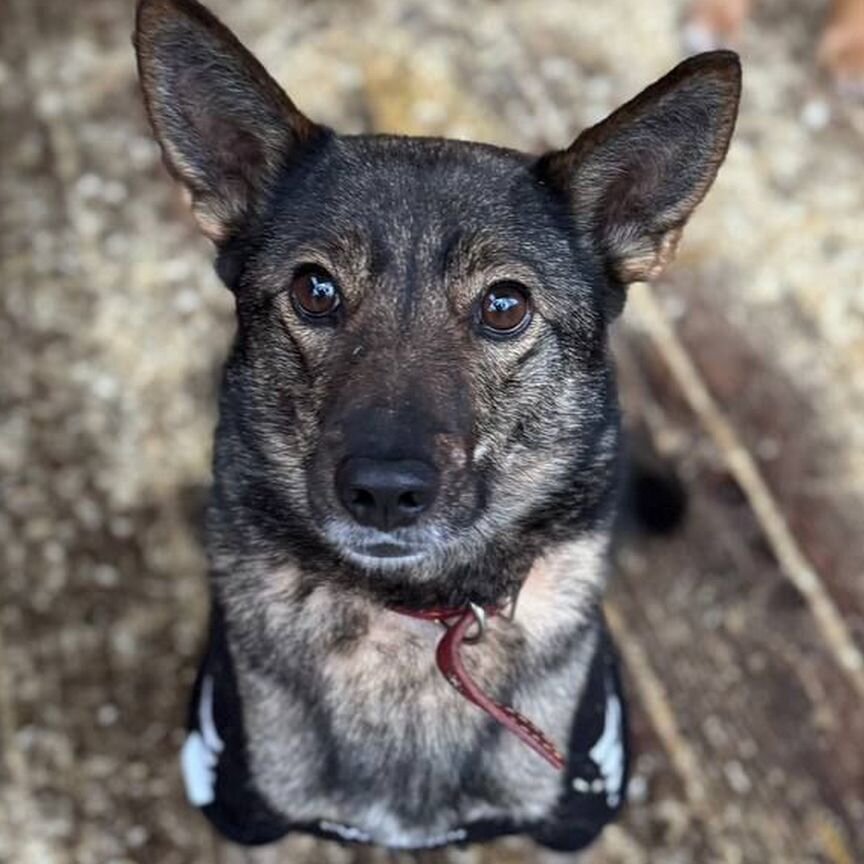 Взрослая собака в добрые руки