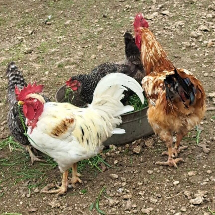 Петухи,утки обмен