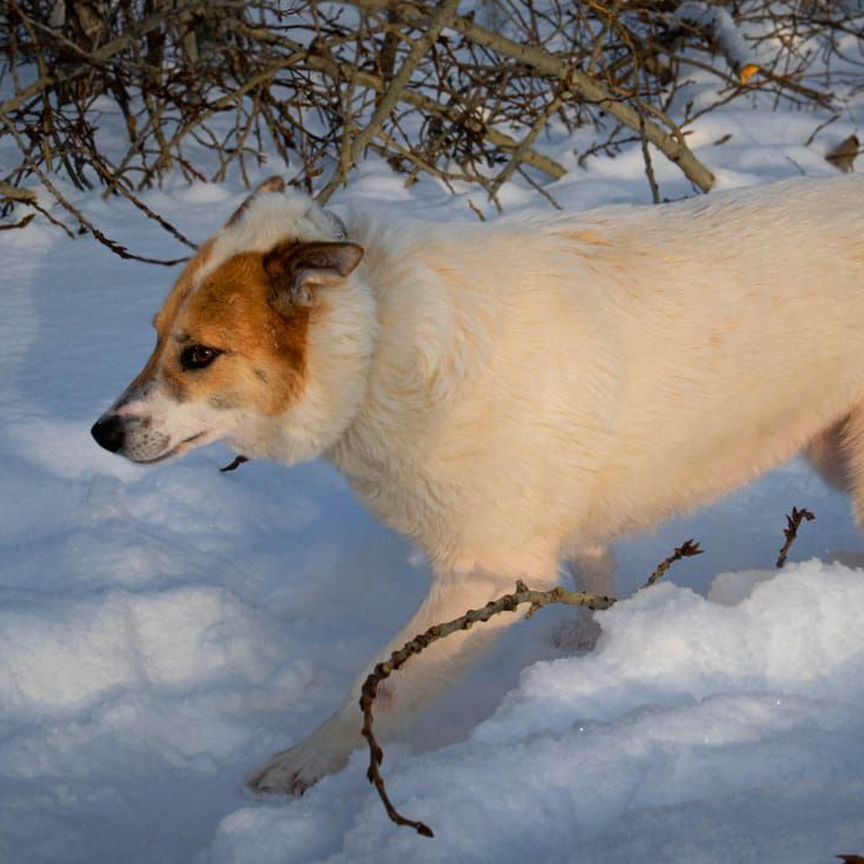 Красота в добрые руки