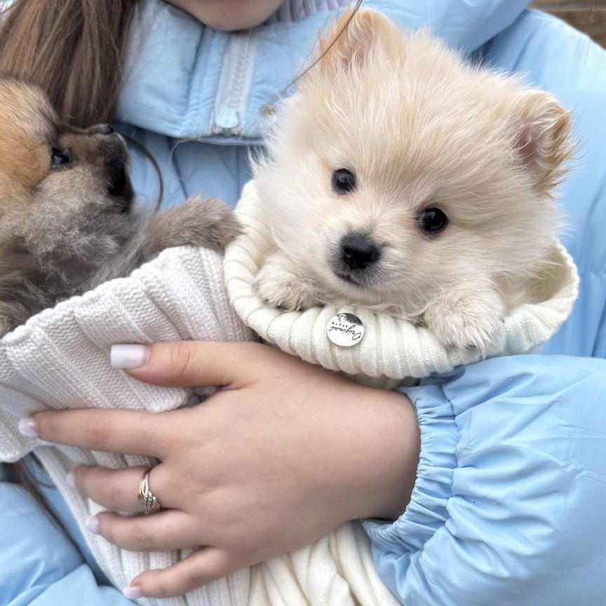 Померанский шпиц, щенок