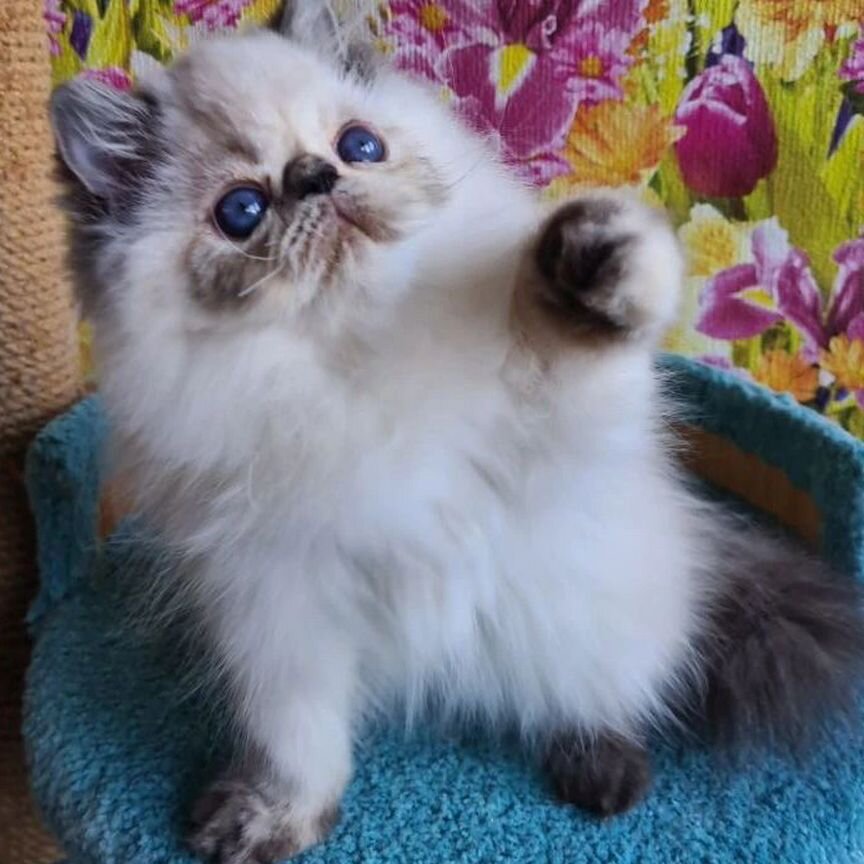 Персидский котёнок